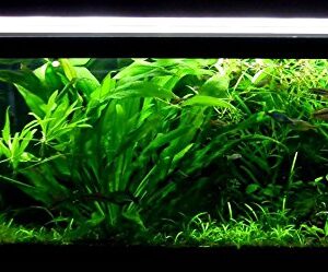 Greenpro Cryptocoryne Parva Freshwater Live Aquarium Plants TC Cup Fish Tank Decoration