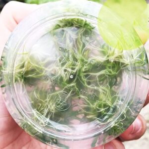 Greenpro Cryptocoryne Parva Freshwater Live Aquarium Plants TC Cup Fish Tank Decoration