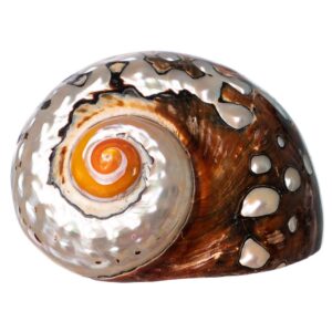 hermit crab shells | turbo shells | african sarmaticus turbo shell 2.5"-3" | hermit crab house for décor | plus free nautical ebook by joseph rains