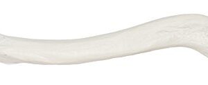 Axis Scientific Clavicle Bone Model | Right | Cast from Real Human Clavicle Bone l Human Collarbone Model Has Realistic Texture and Important Bony Landmarks | Includes Product Manual