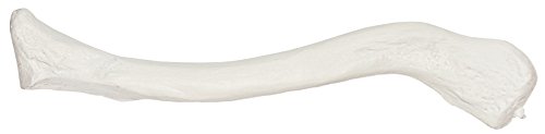 Axis Scientific Clavicle Bone Model | Right | Cast from Real Human Clavicle Bone l Human Collarbone Model Has Realistic Texture and Important Bony Landmarks | Includes Product Manual