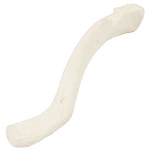 Axis Scientific Clavicle Bone Model | Right | Cast from Real Human Clavicle Bone l Human Collarbone Model Has Realistic Texture and Important Bony Landmarks | Includes Product Manual