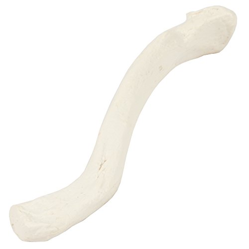 Axis Scientific Clavicle Bone Model | Right | Cast from Real Human Clavicle Bone l Human Collarbone Model Has Realistic Texture and Important Bony Landmarks | Includes Product Manual