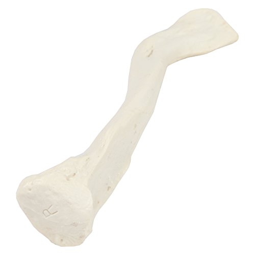 Axis Scientific Clavicle Bone Model | Right | Cast from Real Human Clavicle Bone l Human Collarbone Model Has Realistic Texture and Important Bony Landmarks | Includes Product Manual