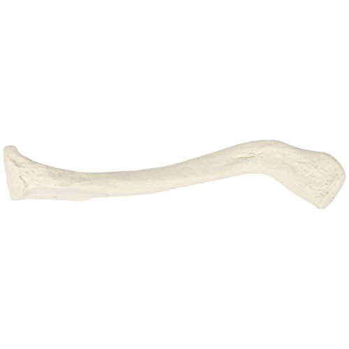 Axis Scientific Clavicle Bone Model | Right | Cast from Real Human Clavicle Bone l Human Collarbone Model Has Realistic Texture and Important Bony Landmarks | Includes Product Manual