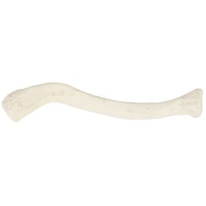 Axis Scientific Clavicle Bone Model | Right | Cast from Real Human Clavicle Bone l Human Collarbone Model Has Realistic Texture and Important Bony Landmarks | Includes Product Manual