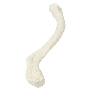 Axis Scientific Clavicle Bone Model | Right | Cast from Real Human Clavicle Bone l Human Collarbone Model Has Realistic Texture and Important Bony Landmarks | Includes Product Manual