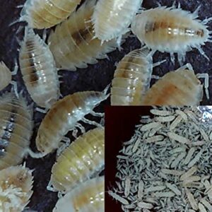 Dwarf White Isopods and Springtails Combo, by Critters Direct