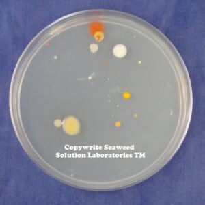 Nutrient Agar 10 Grams (Dehydrated)