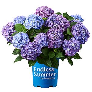 1 gal. endless summer bloomstruck hydrangea