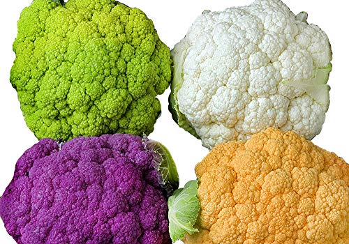 Please Read! This is A Mix!!! 50+ Cauliflower Mix Seeds Heirloom Non-GMO 4 Varieties Purple Green Yellow Delicious from USA