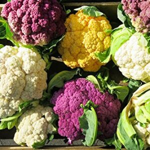 Please Read! This is A Mix!!! 50+ Cauliflower Mix Seeds Heirloom Non-GMO 4 Varieties Purple Green Yellow Delicious from USA