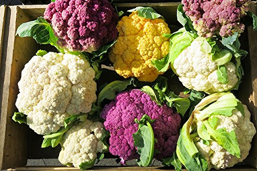 Please Read! This is A Mix!!! 50+ Cauliflower Mix Seeds Heirloom Non-GMO 4 Varieties Purple Green Yellow Delicious from USA