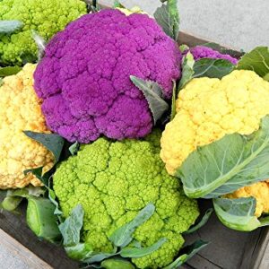 Please Read! This is A Mix!!! 50+ Cauliflower Mix Seeds Heirloom Non-GMO 4 Varieties Purple Green Yellow Delicious from USA