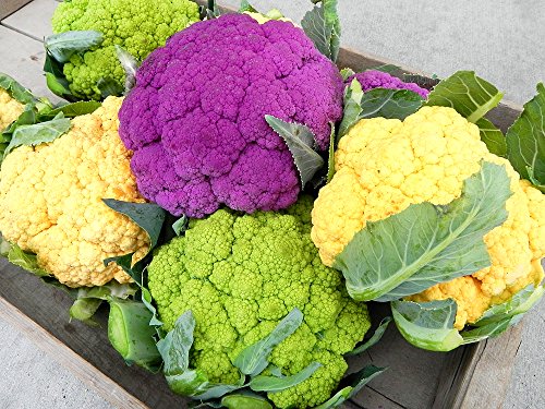 Please Read! This is A Mix!!! 50+ Cauliflower Mix Seeds Heirloom Non-GMO 4 Varieties Purple Green Yellow Delicious from USA