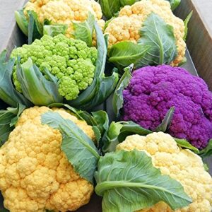 Please Read! This is A Mix!!! 50+ Cauliflower Mix Seeds Heirloom Non-GMO 4 Varieties Purple Green Yellow Delicious from USA