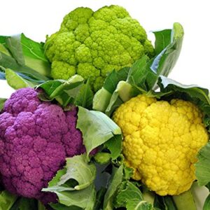 Please Read! This is A Mix!!! 50+ Cauliflower Mix Seeds Heirloom Non-GMO 4 Varieties Purple Green Yellow Delicious from USA