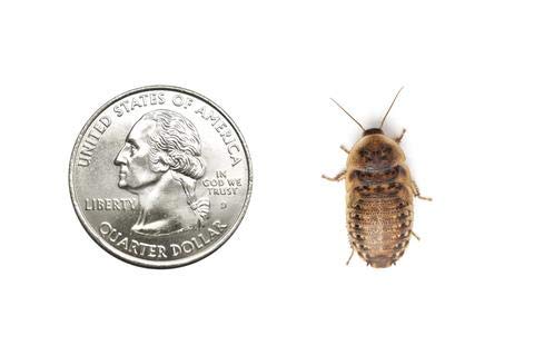 500 Medium Live Dubia Roaches by DBDPet | Live Arrival is Guaranteed | Shipped in Cloth Bags