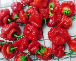 30+ red jamaican scotch bonnet seeds super hot pepper heirloom non-gmo super hot us grown harley seeds