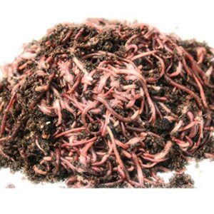 Enchantment Products 1000 Count Red Wiggler Worms Live Composting Worms