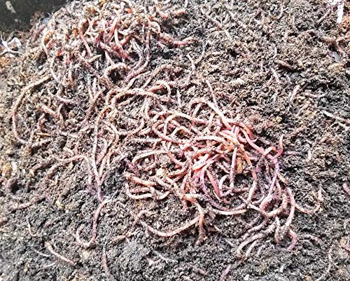 Enchantment Products 1000 Count Red Wiggler Worms Live Composting Worms