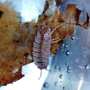 Dwarf Purple Isopods & Springtails, by Critters Direct