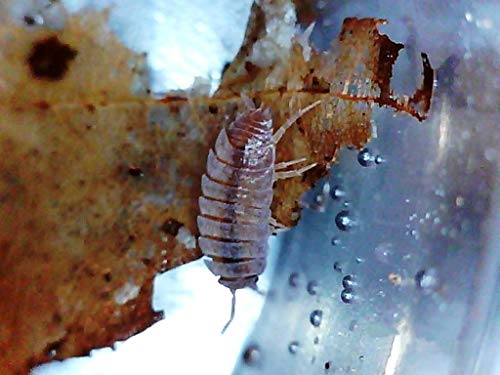 Dwarf Purple Isopods & Springtails, by Critters Direct