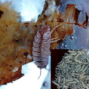 Dwarf Purple Isopods & Springtails, by Critters Direct