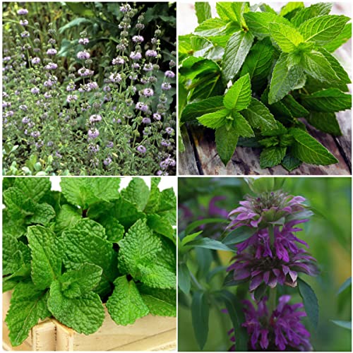 Seed Needs, Mint Seed Packet Collection (4 Individual Varieties of Mint Seeds for Planting) Heirloom, Non-GMO & Untreated - Spearmint, Peppermint, Lemon Mint and Pennyroyal Mint