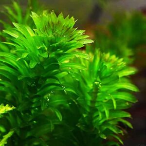 Mainam Anacharis Elodea Densa Tropical Live Aquarium Plants Freshwater Aquatic Pond Water Decorations 3 Days Live Guaranteed