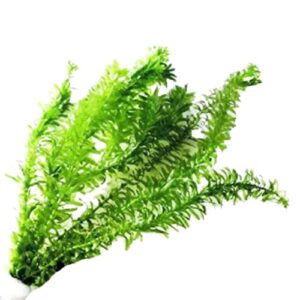 mainam anacharis elodea densa tropical live aquarium plants freshwater aquatic pond water decorations 3 days live guaranteed