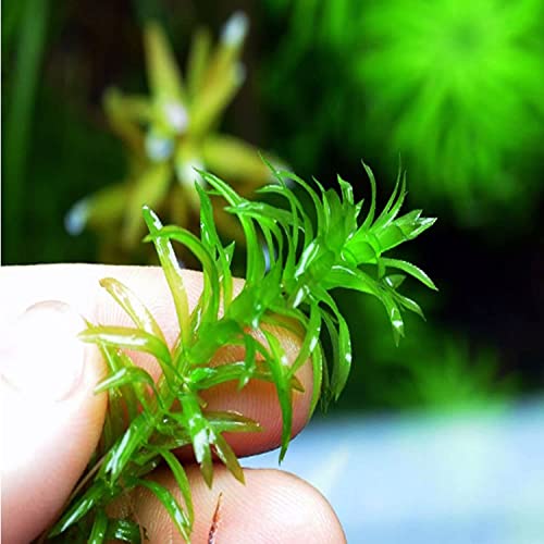 Mainam Anacharis Elodea Densa Tropical Live Aquarium Plants Freshwater Aquatic Pond Water Decorations 3 Days Live Guaranteed