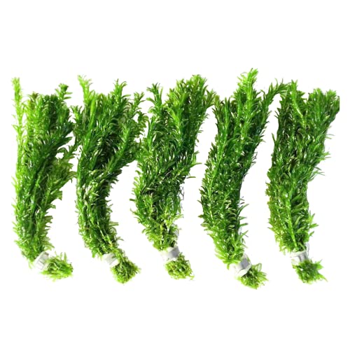 Mainam Anacharis Elodea Densa Tropical Live Aquarium Plants Freshwater Aquatic Pond Water Decorations 3 Days Live Guaranteed