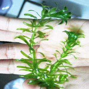 Mainam Anacharis Elodea Densa Tropical Live Aquarium Plants Freshwater Aquatic Pond Water Decorations 3 Days Live Guaranteed