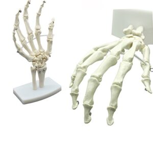 maymii high quality pvc human hand skeleton medical anatomical model on base stand, life size, articulated