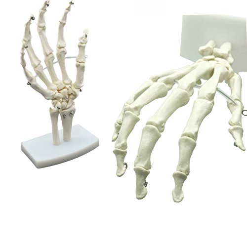 MAYMII High Quality PVC Human Hand Skeleton Medical Anatomical Model on Base Stand, Life Size, Articulated