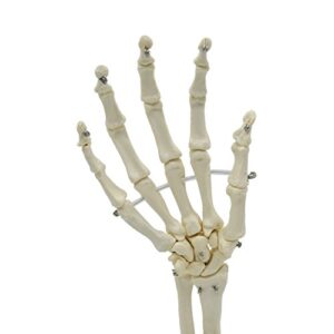 MAYMII High Quality PVC Human Hand Skeleton Medical Anatomical Model on Base Stand, Life Size, Articulated