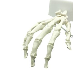 MAYMII High Quality PVC Human Hand Skeleton Medical Anatomical Model on Base Stand, Life Size, Articulated