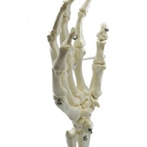 MAYMII High Quality PVC Human Hand Skeleton Medical Anatomical Model on Base Stand, Life Size, Articulated