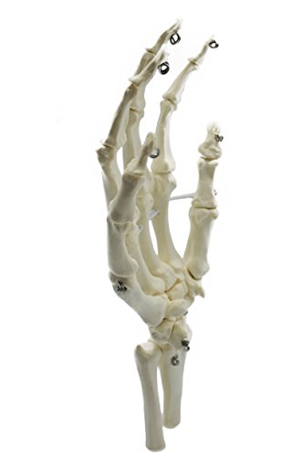 MAYMII High Quality PVC Human Hand Skeleton Medical Anatomical Model on Base Stand, Life Size, Articulated