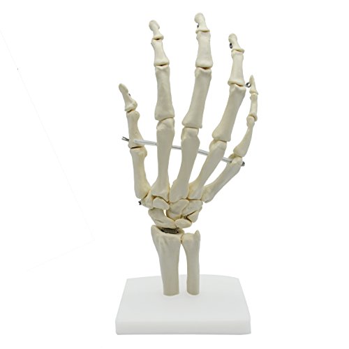 MAYMII High Quality PVC Human Hand Skeleton Medical Anatomical Model on Base Stand, Life Size, Articulated