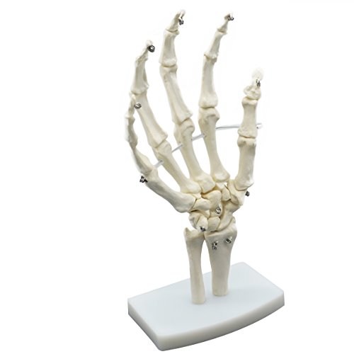 MAYMII High Quality PVC Human Hand Skeleton Medical Anatomical Model on Base Stand, Life Size, Articulated