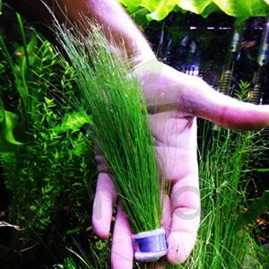 mainam giant hairgrass | eleocharis vivipara bundle live aquarium plant for freshwater fish tank decoration 3 days live guaranteed