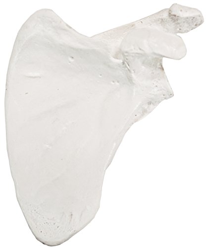 Axis Scientific Shoulder Anatomy Model of Left Scapula Bone | Shoulder Blade Model Details Skeletal Anatomy of Scapula | Scapula Model Shows Bony Landmarks and Anatomical Detail