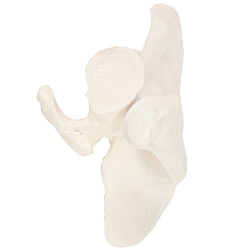 Axis Scientific Shoulder Anatomy Model of Left Scapula Bone | Shoulder Blade Model Details Skeletal Anatomy of Scapula | Scapula Model Shows Bony Landmarks and Anatomical Detail