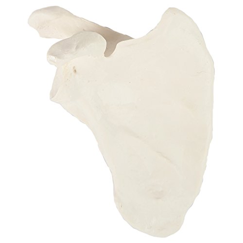 Axis Scientific Shoulder Anatomy Model of Left Scapula Bone | Shoulder Blade Model Details Skeletal Anatomy of Scapula | Scapula Model Shows Bony Landmarks and Anatomical Detail