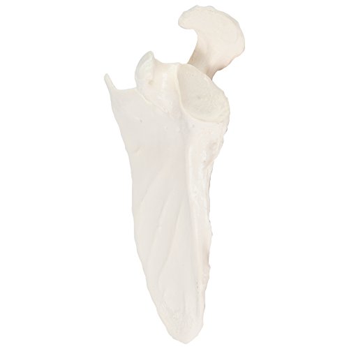 Axis Scientific Shoulder Anatomy Model of Left Scapula Bone | Shoulder Blade Model Details Skeletal Anatomy of Scapula | Scapula Model Shows Bony Landmarks and Anatomical Detail