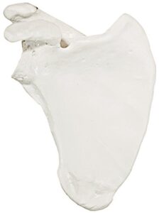 axis scientific shoulder anatomy model of right scapula bone | shoulder blade model details skeletal anatomy of scapula | scapula model shows bony landmarks and anatomical detail