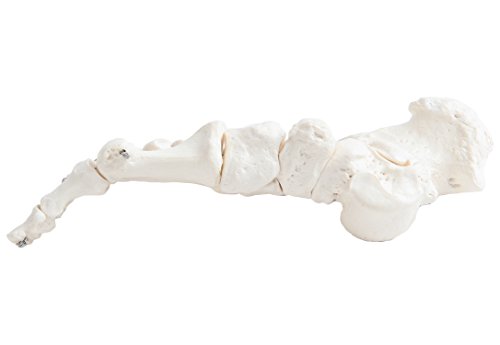 Axis Scientific Skeletal Foot | Left | Fully Articulated Flexible Foot Skeleton is Secured with Quality Wire to Demonstrate Movement | Includes Product Manual