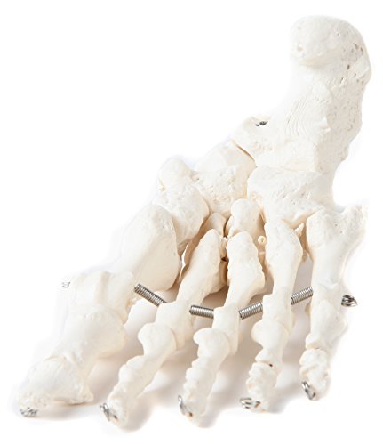 Axis Scientific Skeletal Foot | Left | Fully Articulated Flexible Foot Skeleton is Secured with Quality Wire to Demonstrate Movement | Includes Product Manual